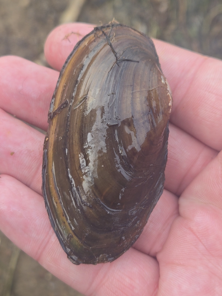 Giant Floater from Erie, PA 16507, USA on April 29, 2025 at 05:56 PM by ...