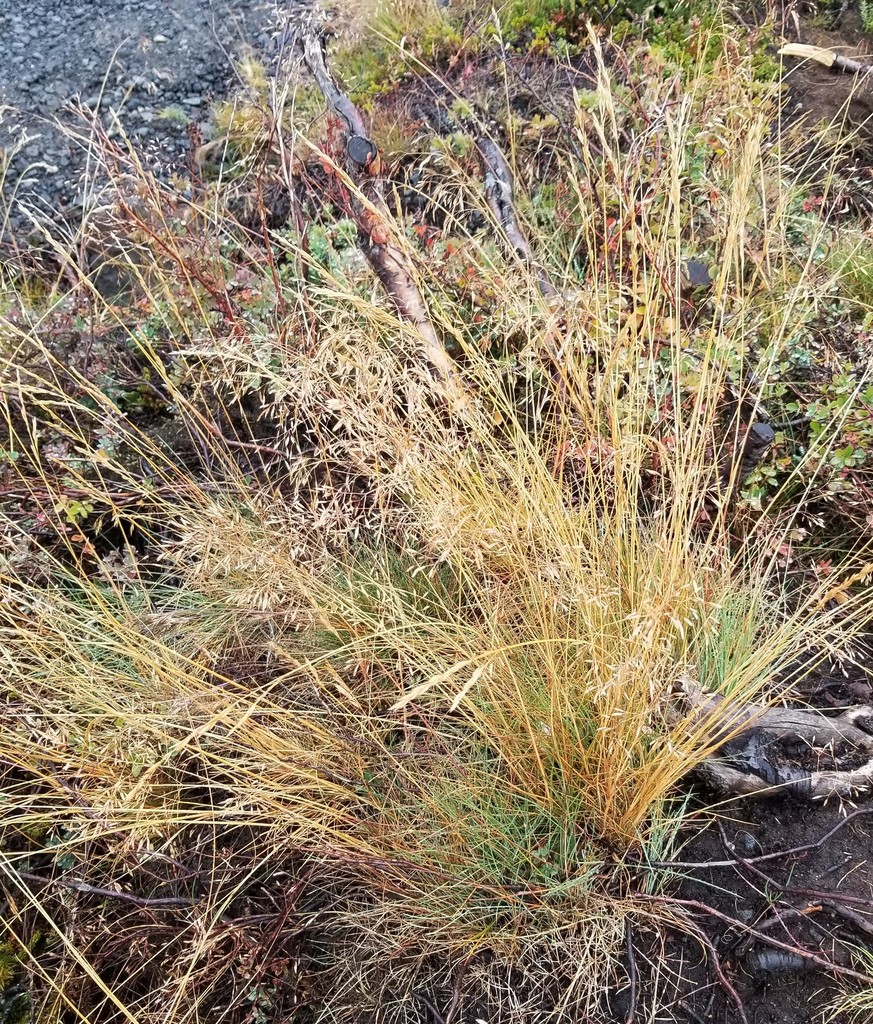 Glaucous Bluegrass from Western Region, Iceland on August 24, 2019 at ...
