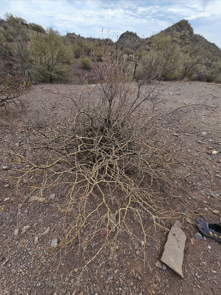 Physicnut from 23883 B.C.S., México on April 27, 2025 at 11:14 AM by ...