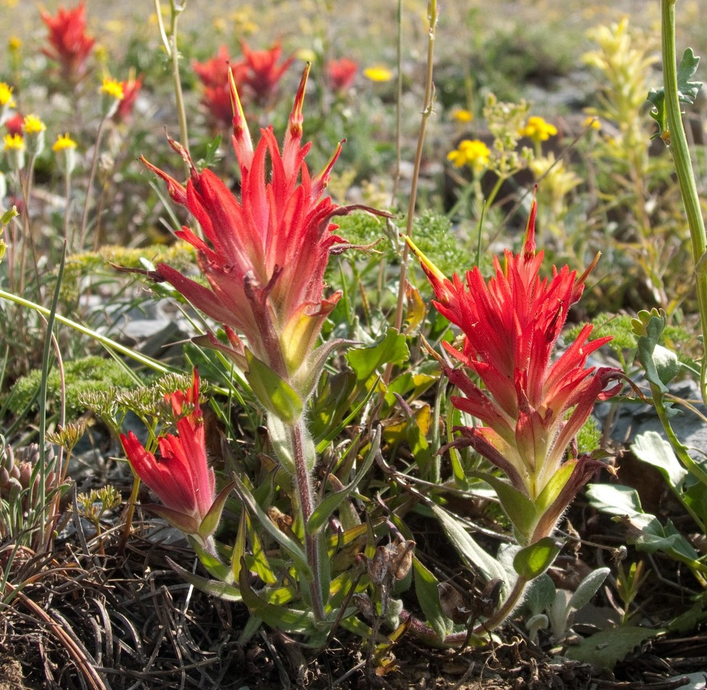 Fraternal Paintbrush from Wallowa, Oregon, United States on July 21 ...