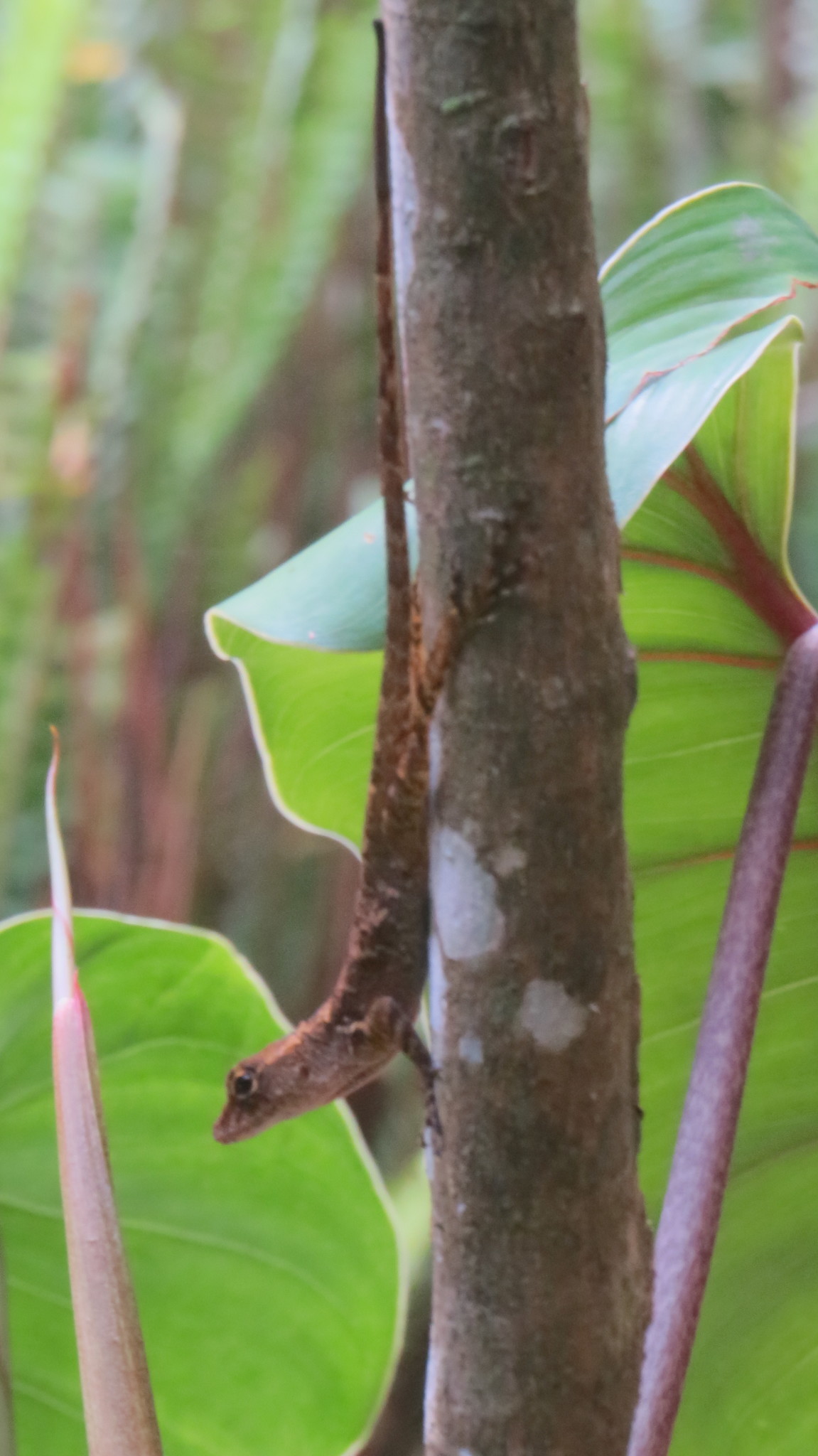 Anolis cobanensis Stuart, 1942