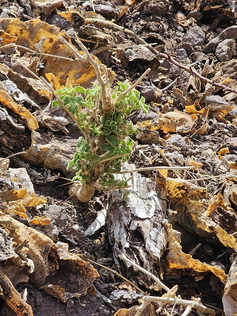 plants on April 27, 2025 at 11:49 AM by Jennifer Ruelas · iNaturalist