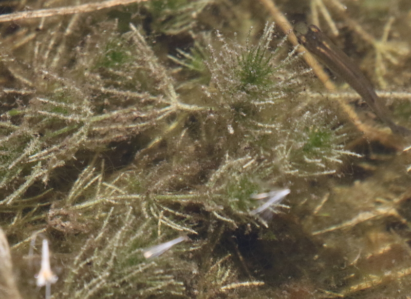 muskgrass from Broward County, FL, USA on April 25, 2025 at 12:33 PM by ...