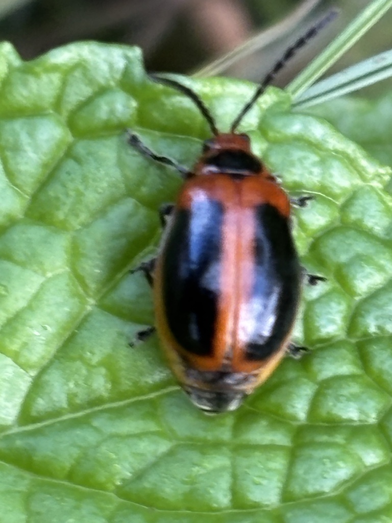 Orange Oides Leaf Beetle from Burraneer Rd, Coomba Park, NSW, AU on ...