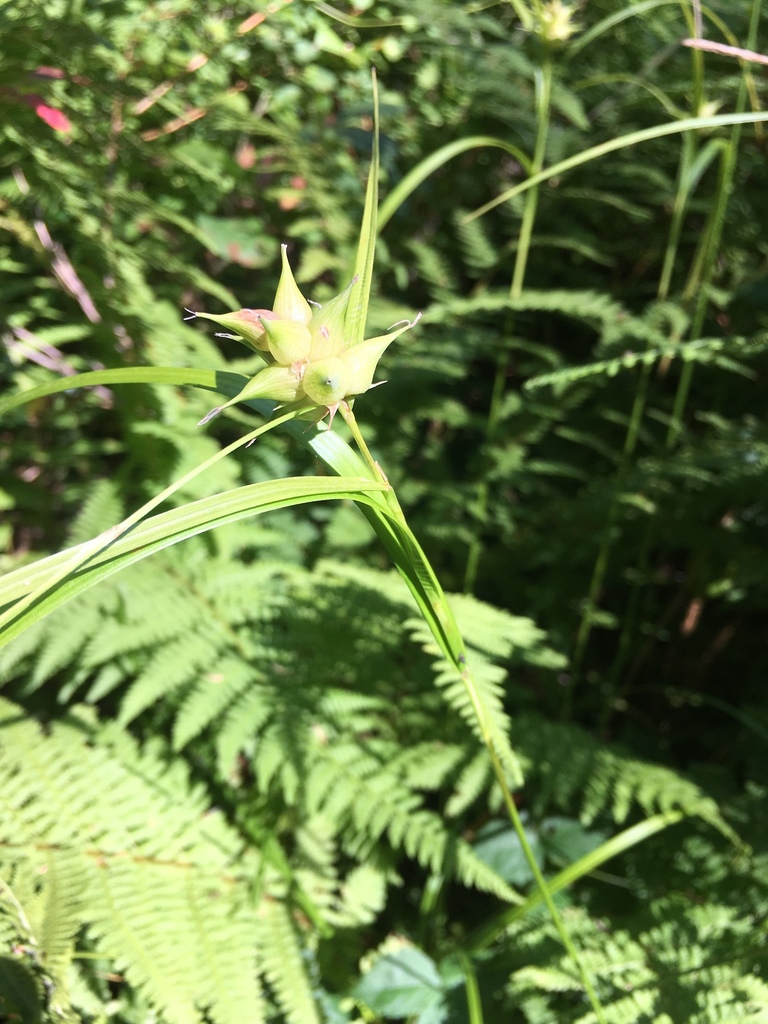 bladder sedge from East St, Belchertown, MA, US on August 29, 2019 at ...