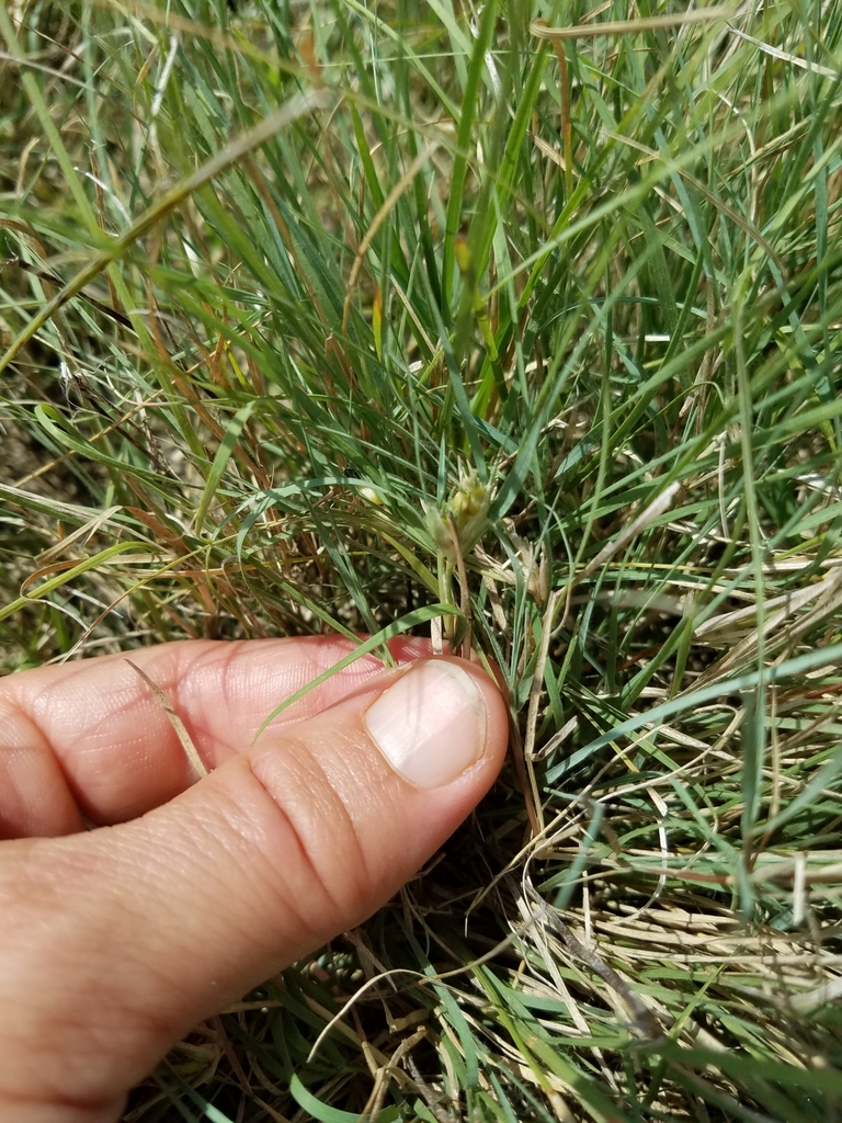 buffalograss from 2905 Fieldlark Dr, Plano, TX 75074, USA on August 29 ...