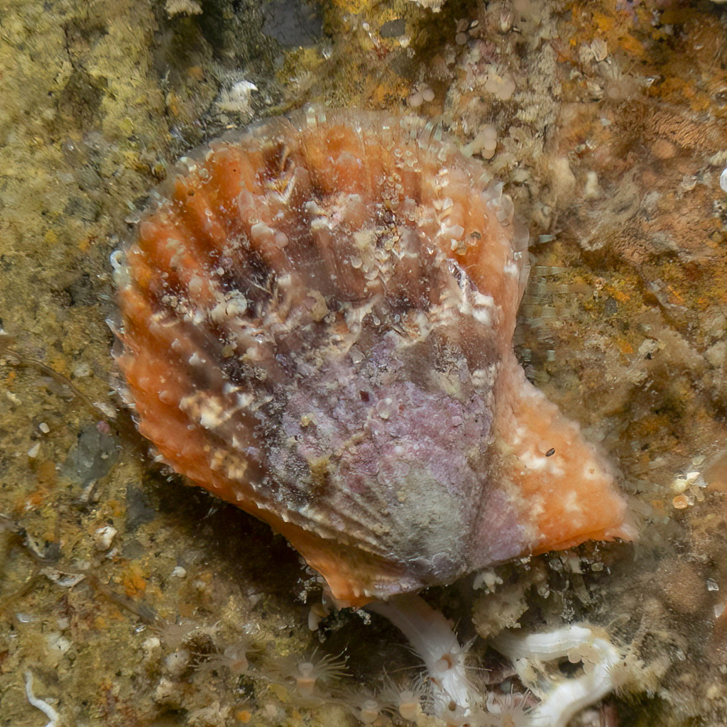 Livid Fan Scallop from Bare Bluff, New South Wales, Australia on ...