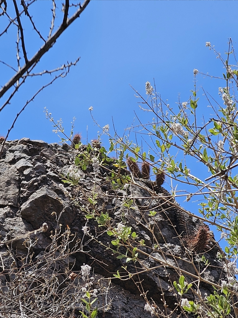 Cochemiea poselgeri in April 2025 by Jennifer Ruelas · iNaturalist