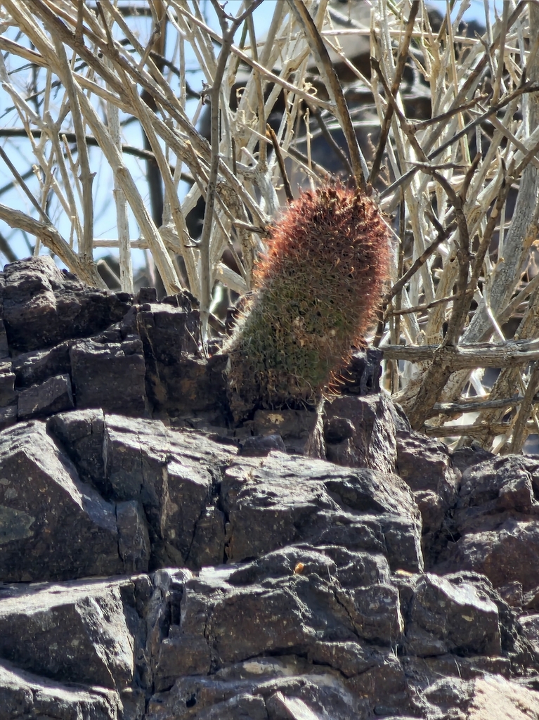 Peninsular fishhook cactus from 23883 B.C.S., México on April 27, 2025 ...