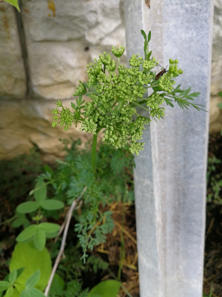 Milk Parsley from Свердловская обл., Россия, 624022 on July 14, 2018 at ...
