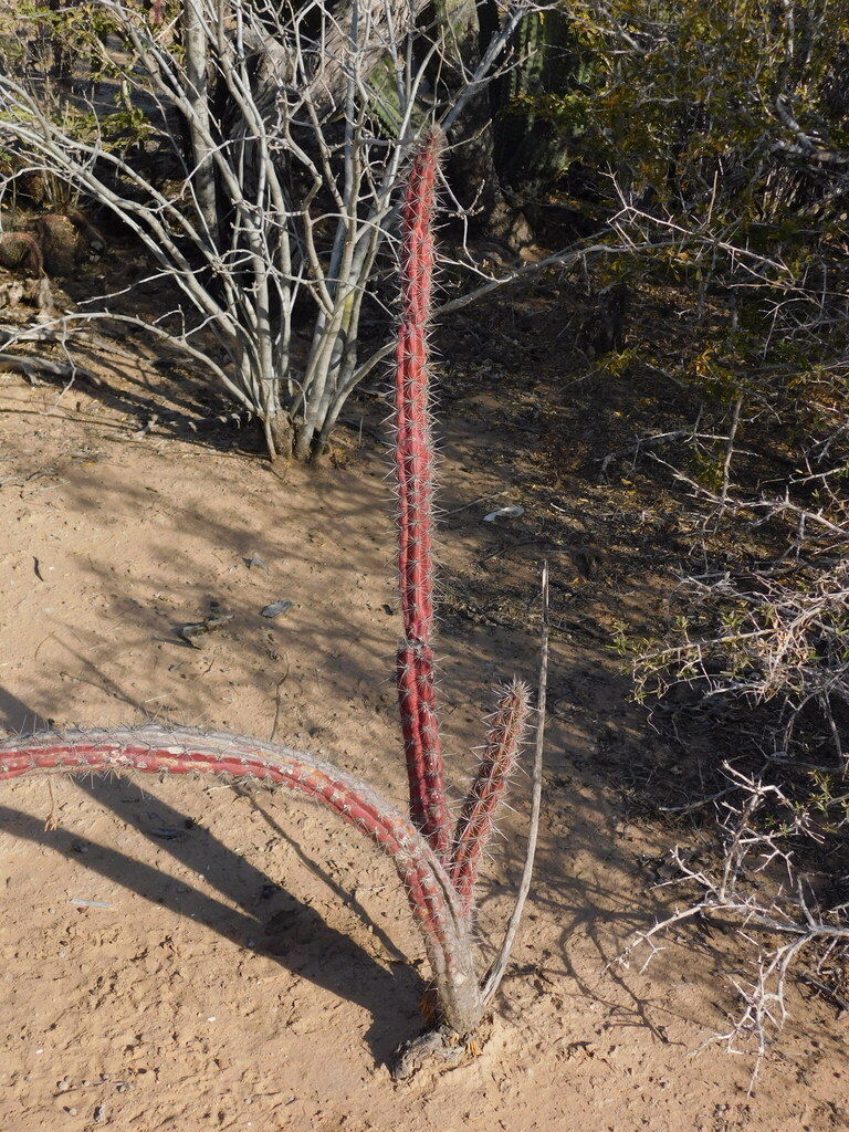 Octopus Cactus in April 2025 by Lourdes Canizales · iNaturalist