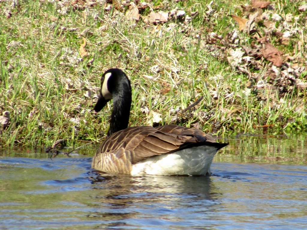 Canada Goose from Moose Lake, MN 55767, USA on April 29, 2025 at 03:22 ...