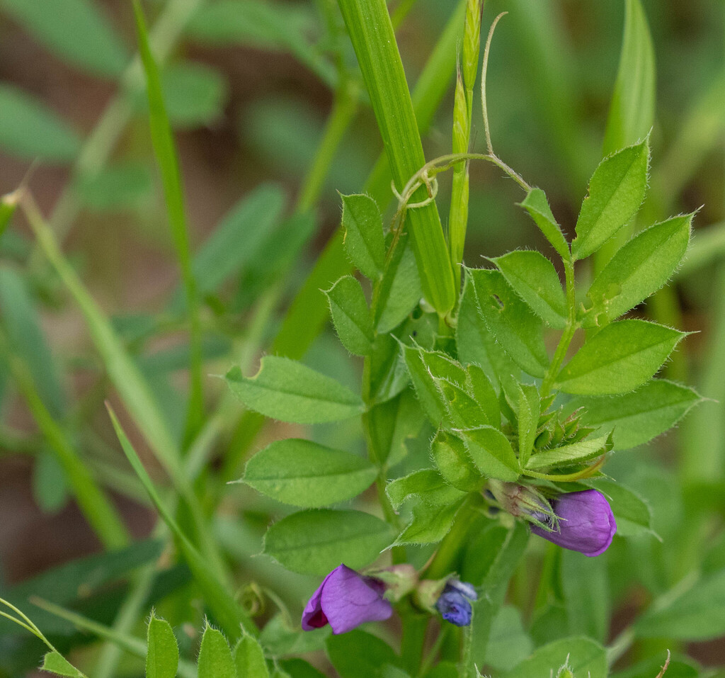 spring vetch from Contra Costa County, CA, USA on April 27, 2025 at 10: ...