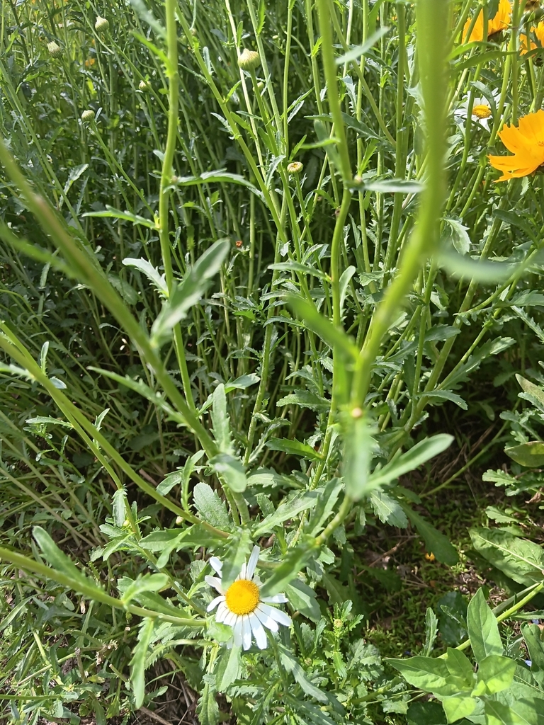 oxeye daisy from Lithonia, GA 30058, USA on April 29, 2025 at 08:32 PM ...