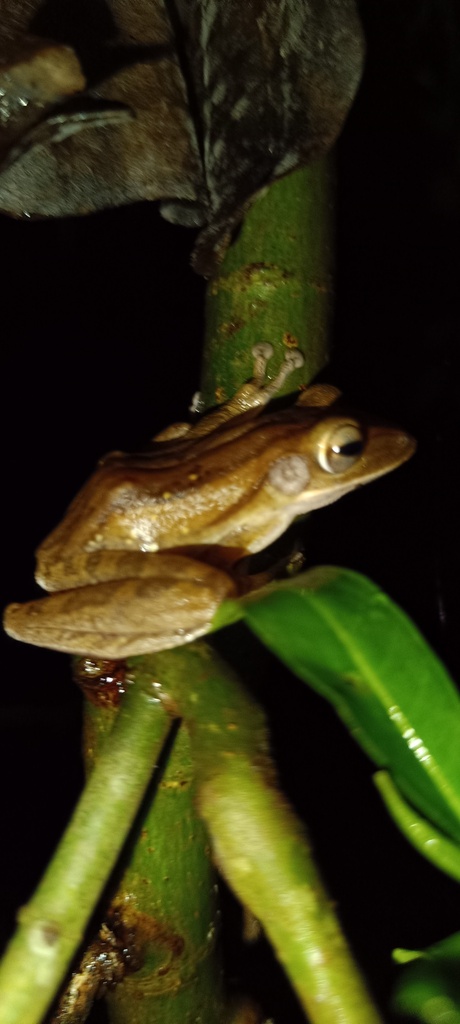 Common Southeast Asian Tree Frog from Liboganon, Davao del Norte ...
