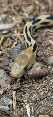 Gibson's Gopher Snake (Pituophis lineaticollis gibsoni) - Snakes and ...