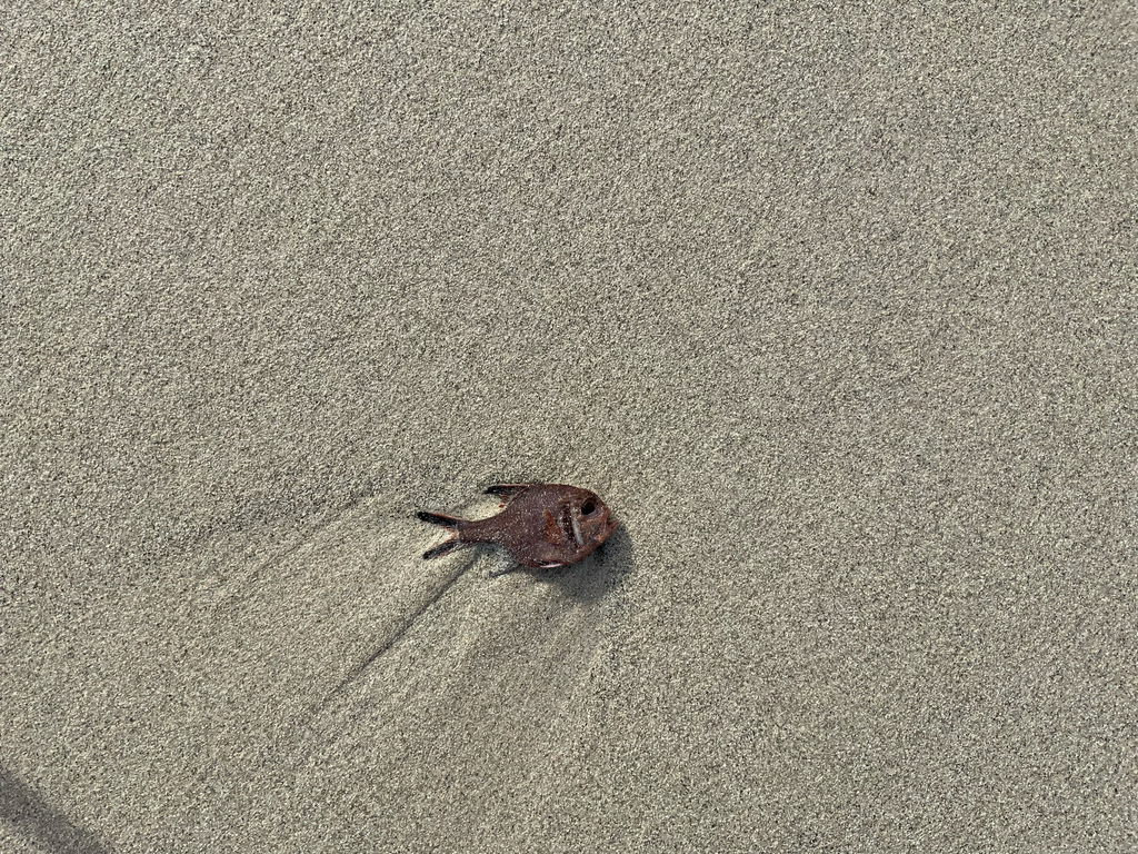 Southern Roughy from Middle River, SA, AU on April 30, 2025 at 09:37 AM ...