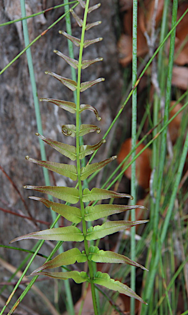 swamp water fern from Elanda Point, Como QLD 4571, Australia on March ...