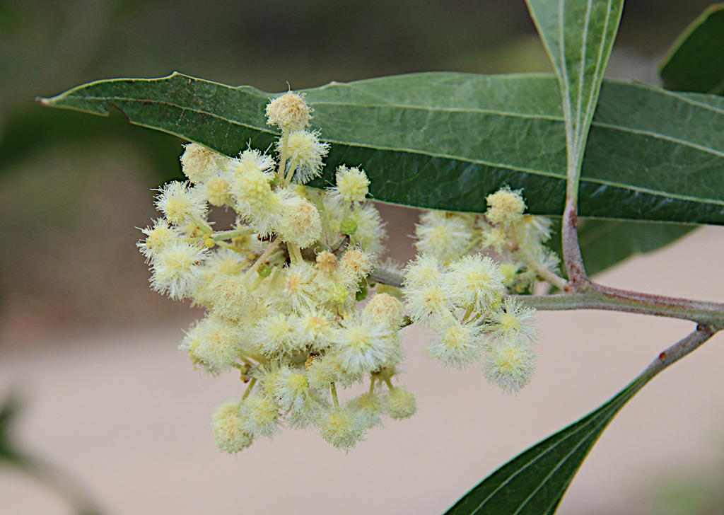 Red Wattle from Elanda Point, Como QLD 4571, Australia on March 31 ...