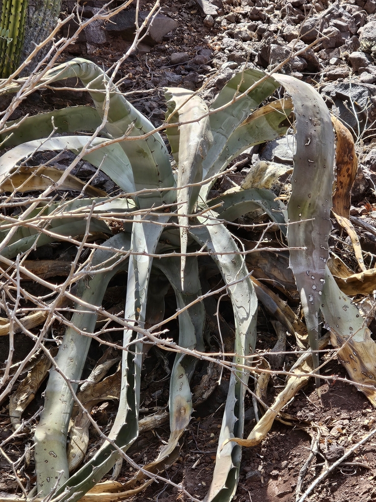 La Paz Agave from 23883 B.C.S., México on April 27, 2025 at 01:57 PM by ...