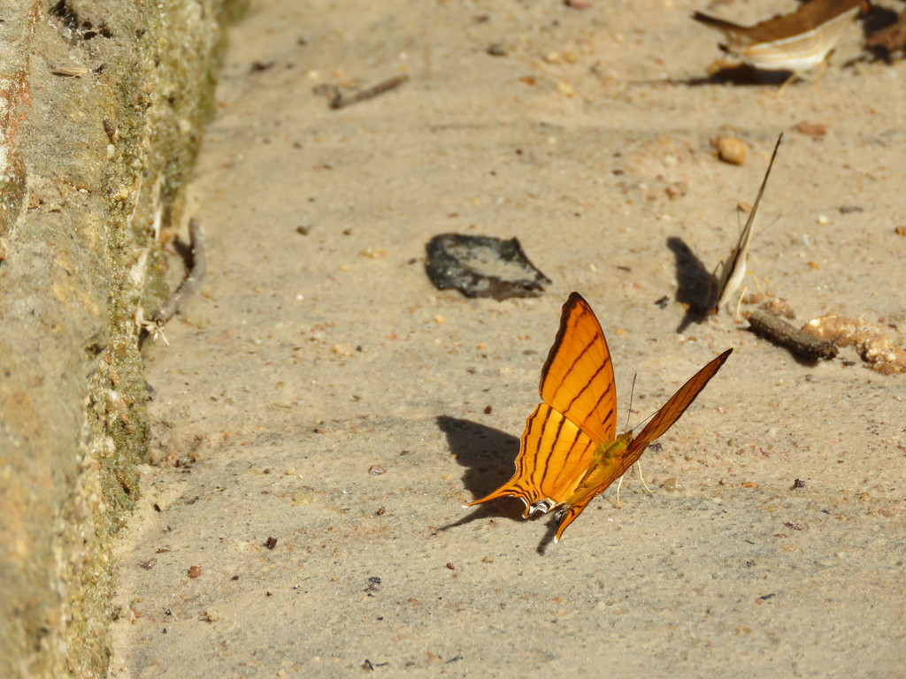 Orange Daggerwing from Cristalino Lodge - Alta Floresta - MT - Brazil ...