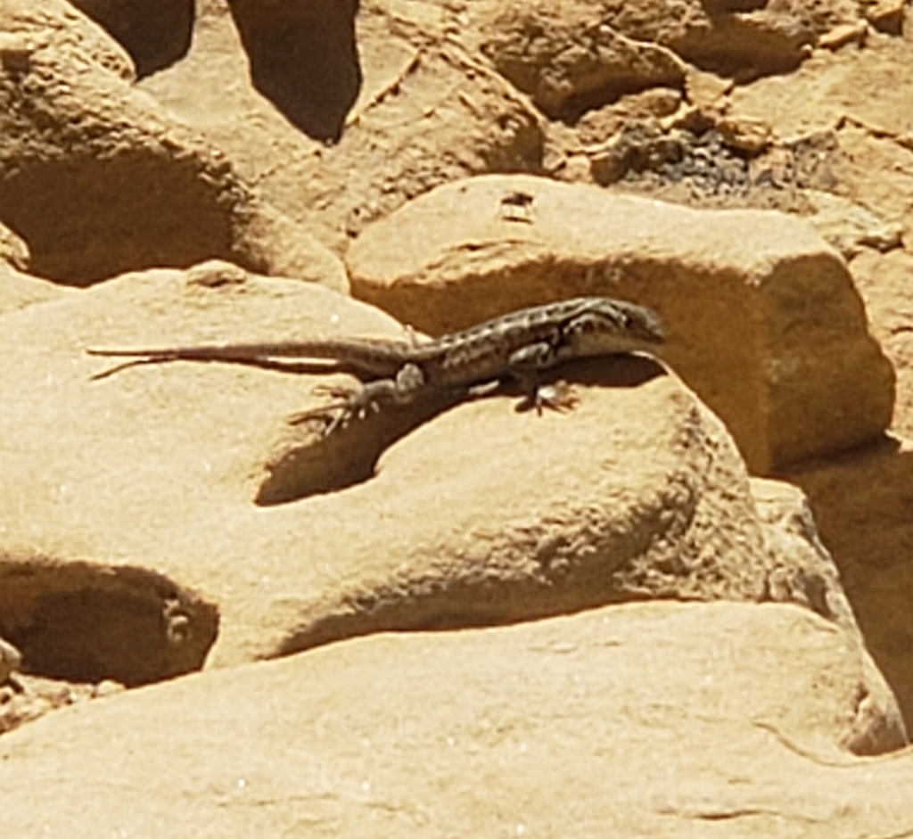 Common Sagebrush Lizard from MESA VERDE, CO 81330, USA on April 22 ...