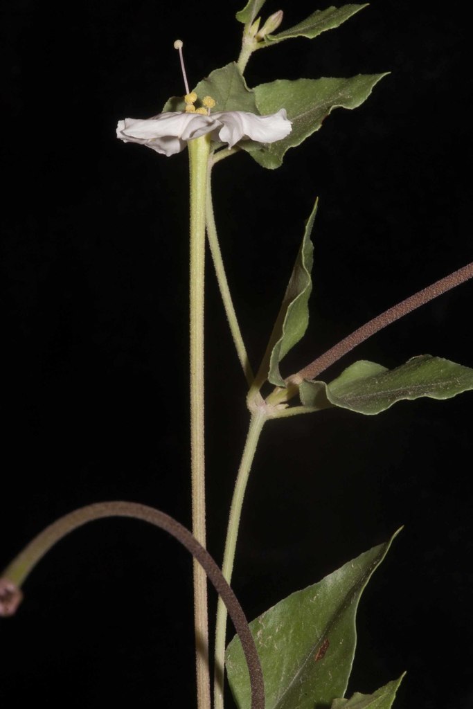 angel trumpets (Acleisanthes longiflora) - Botanical Realm