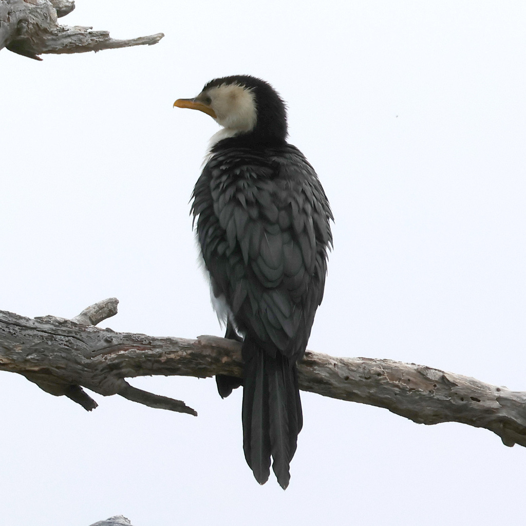 Little Pied Cormorant from Anglesea VIC 3230, Australia on November 18 ...