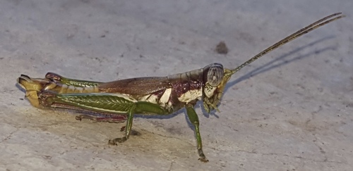(Proctolabus cerciatus)
