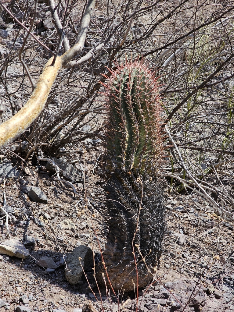 barrel cactuses in April 2025 by Jennifer Ruelas · iNaturalist
