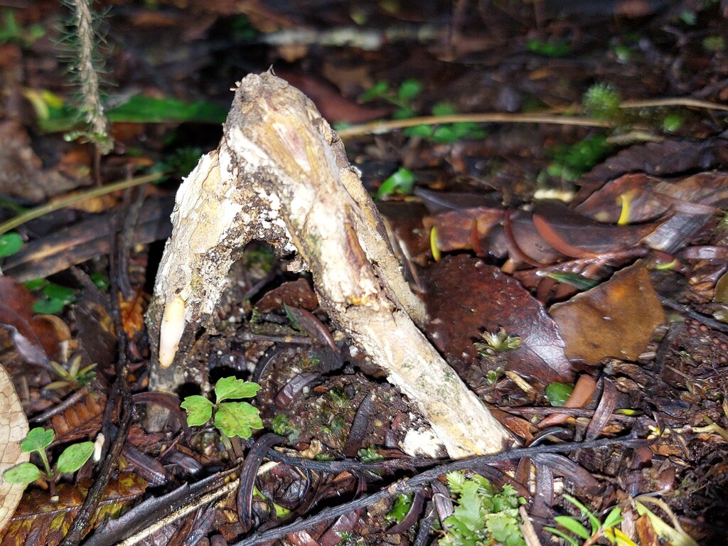 Swamp maire from South Taranaki District, Taranaki, New Zealand on ...