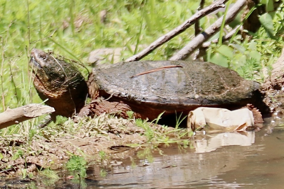 Common Snapping Turtle from Nevin Community, Charlotte, NC 28269, USA ...