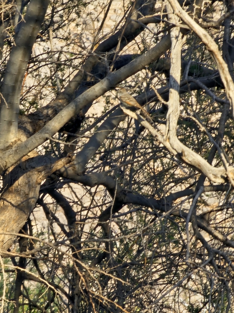 Ash-throated Flycatcher from 23883 B.C.S., México on April 27, 2025 at ...