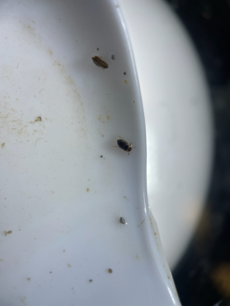 Uvarus from S Longacre Ln, Dallas, TX, US on April 25, 2025 at 12:20 PM ...