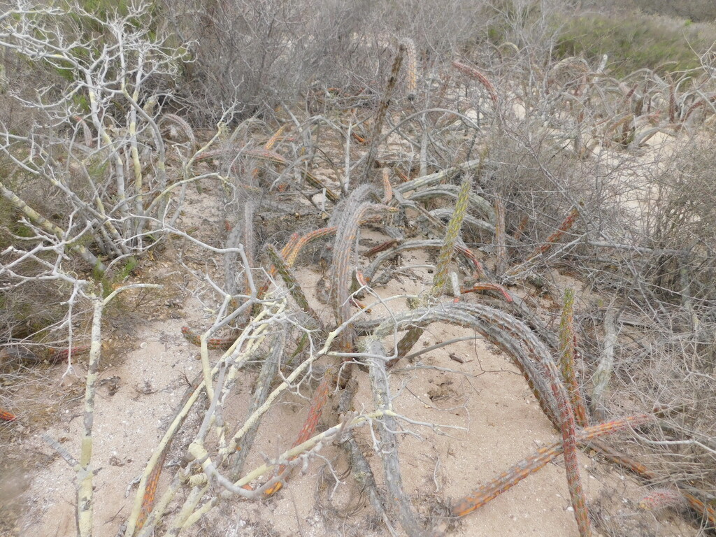 Octopus Cactus in April 2025 by Lourdes Canizales · iNaturalist