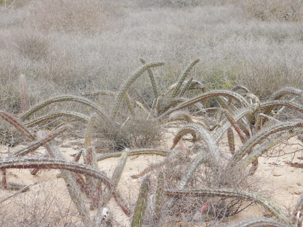Octopus Cactus in April 2025 by Lourdes Canizales · iNaturalist