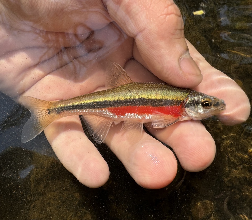Rosyside Dace (Clinostomus funduloides) - Marine Life Identification