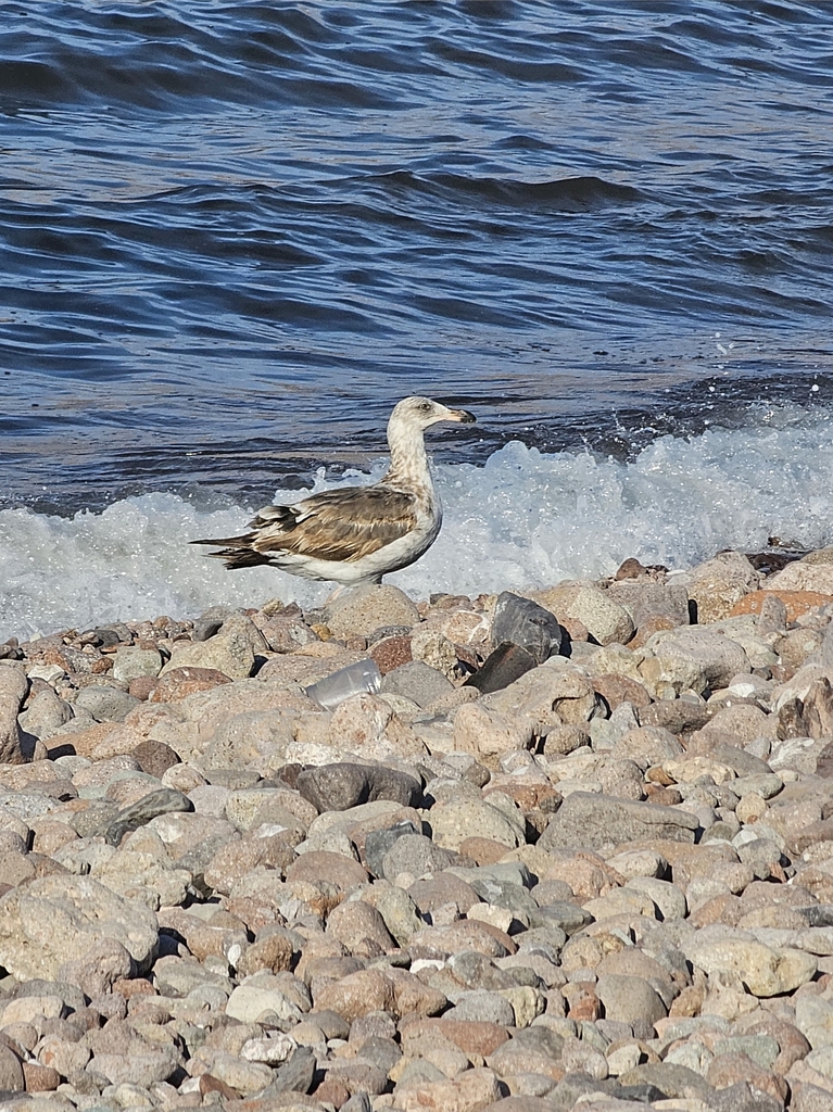 Yellow-footed Gull from 23897 B.C.S., México on April 28, 2025 at 05:15 ...