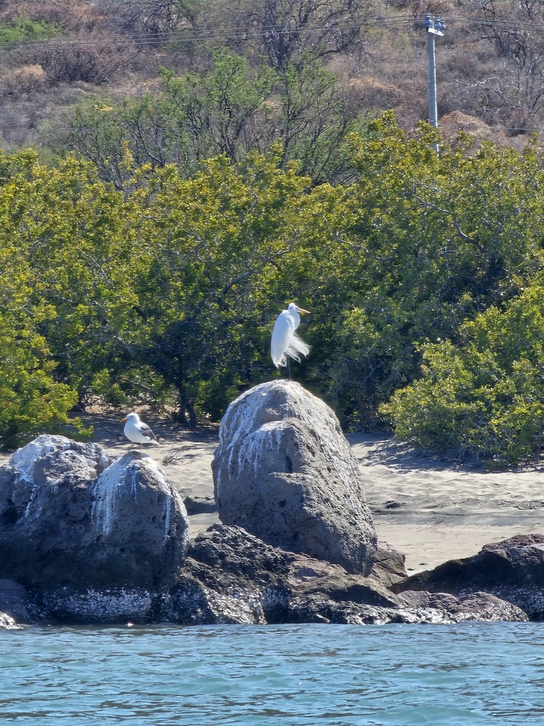 Great Egret from México on April 28, 2025 at 03:13 PM by Jennifer ...