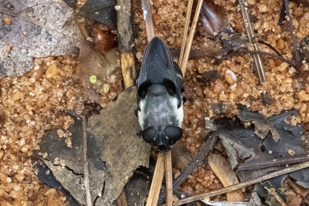 Mouse Bot Fly from Manchester State Forest, Wedgefield, SC USA on April ...