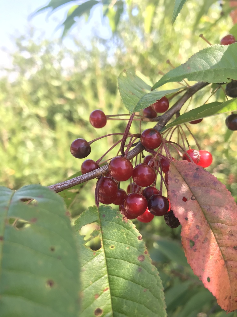 fire cherry (Prunus pensylvanica) - Botanical Realm