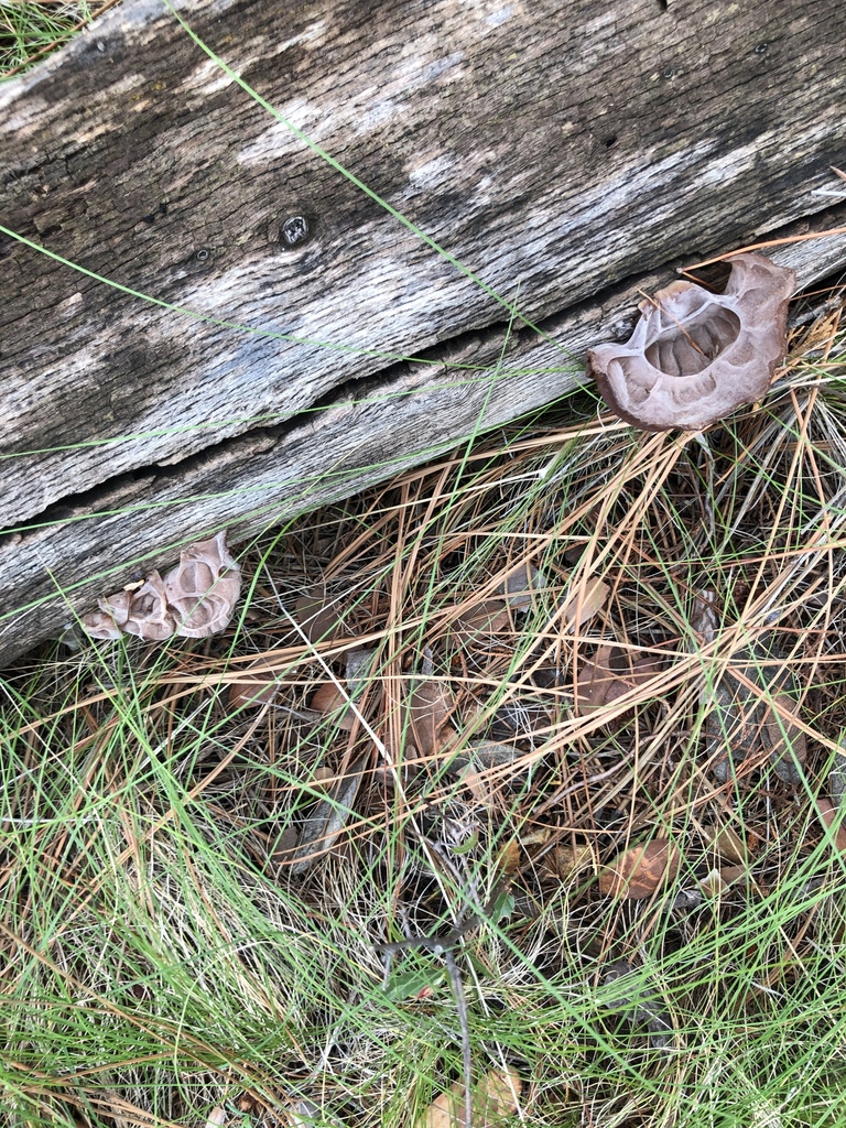 Jelly Tree Ear from Cochise County, US-AZ, US on August 29, 2019 at 10: ...