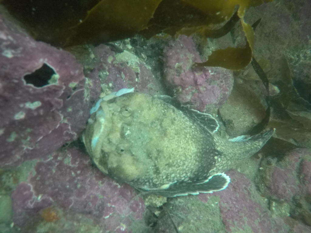 Spotted Stargazer from Wellington, New Zealand on April 25, 2025 at 04: ...