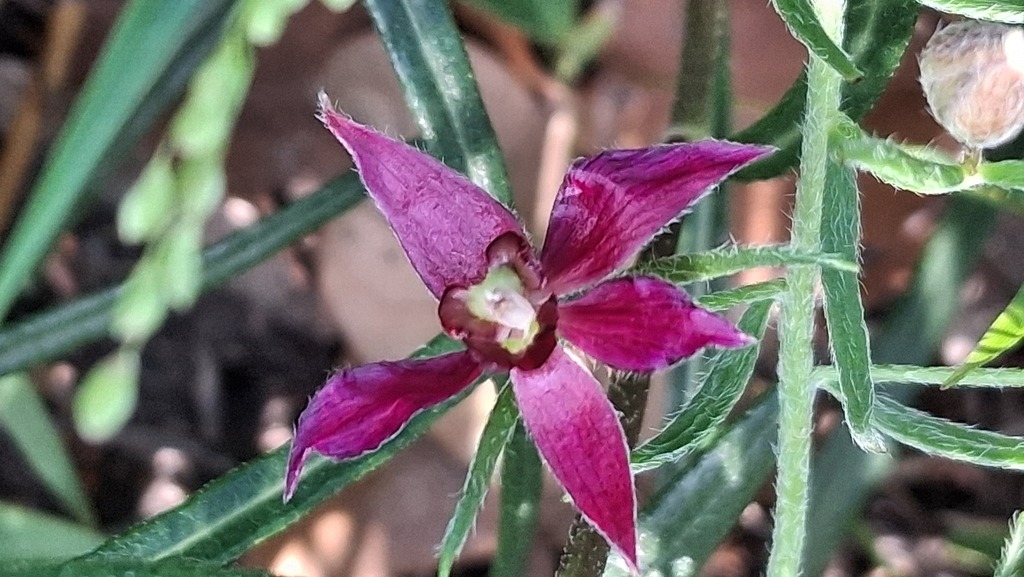 Trailing Rhatany from Deer Park, TX, USA on April 26, 2025 at 05:14 PM ...