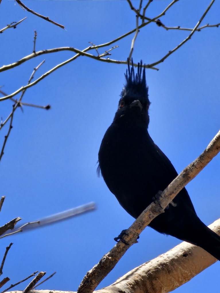 Phainopepla from Exploradores, 23880 Loreto, B.C.S., México on April 28 ...