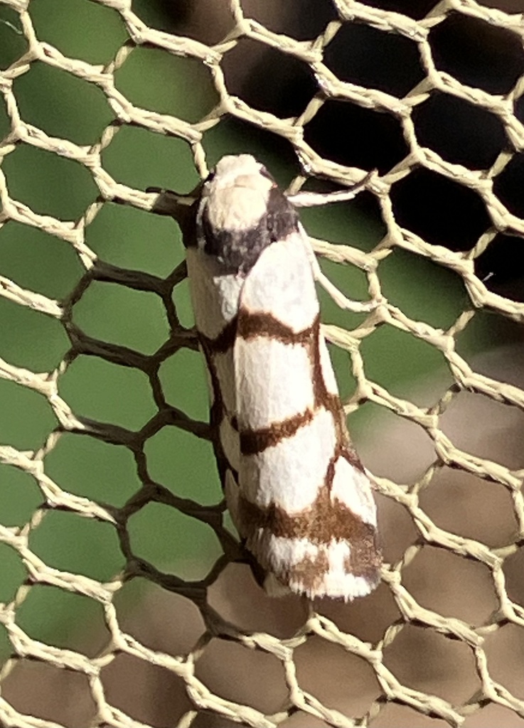 Reticulated Footman from Mount Coot-Tha Forest, Toowong, QLD, AU on ...