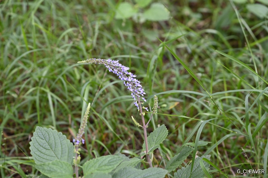 little spurflower from Woolwich NSW 2110, Australia on April 30, 2025 ...