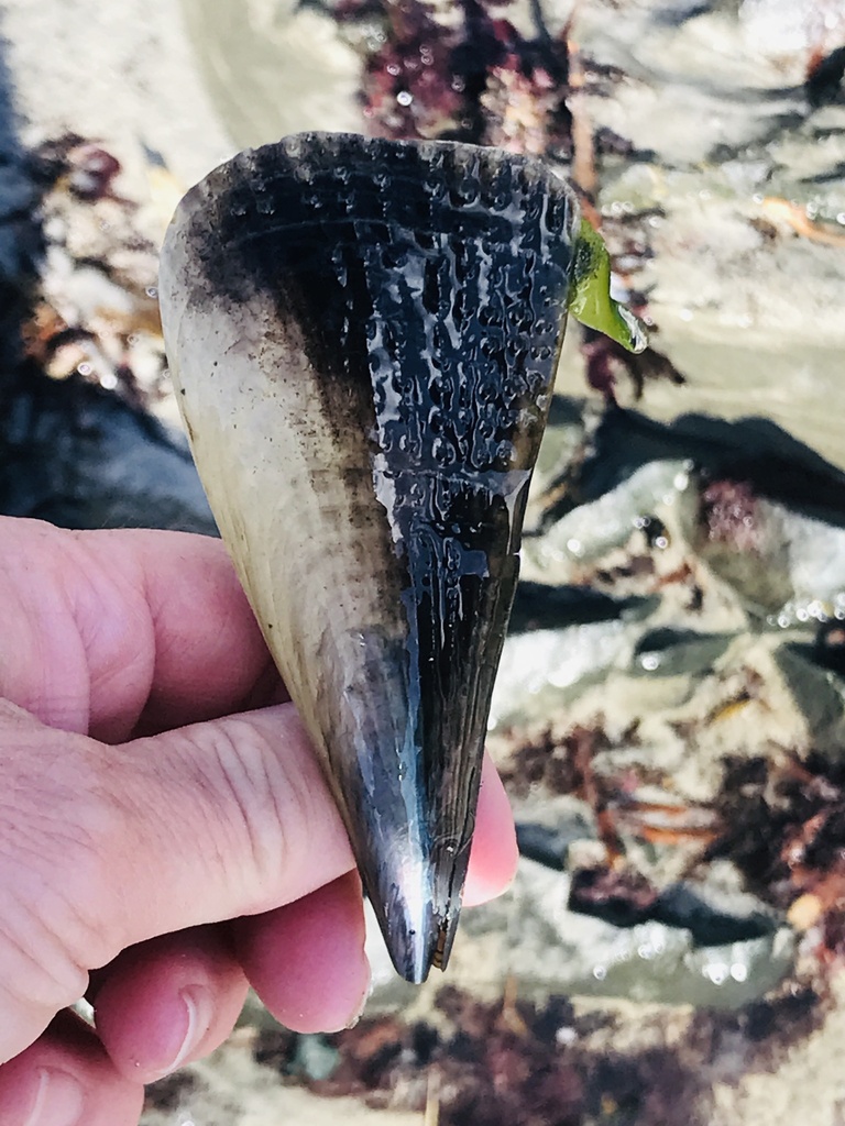 Horse Mussel from Lyall Bay Beach, Wellington, Wellington, NZ on April ...
