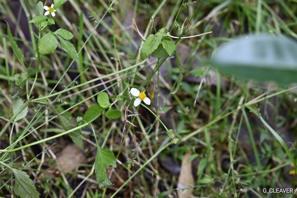 White beggarticks from Woolwich NSW 2110, Australia on April 30, 2025 ...