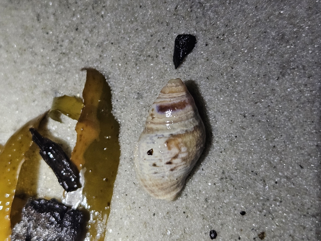 Lineated cominella from Maria Island, TAS 7190, Australia on April 22 ...